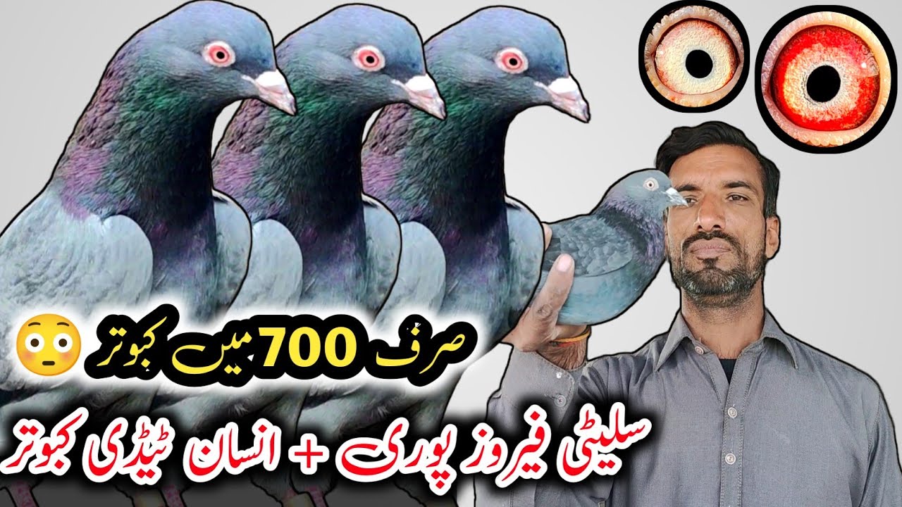 Salety Feroz Puri Nayaab Kabootar 💯 // insan Teddy Kabootar // Neely ...