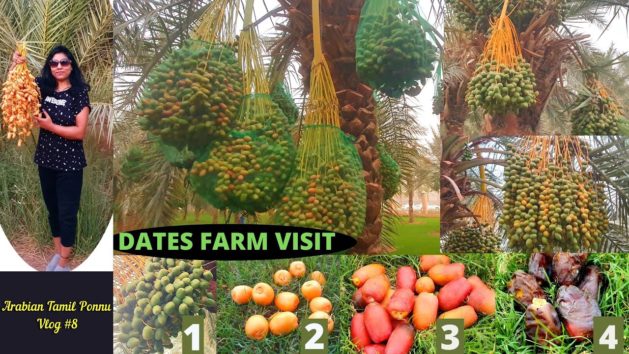 Dates Farm Visit In Tamil/Growth Stages Of Dates/Dates Farm Vlog#8 @RUH ...