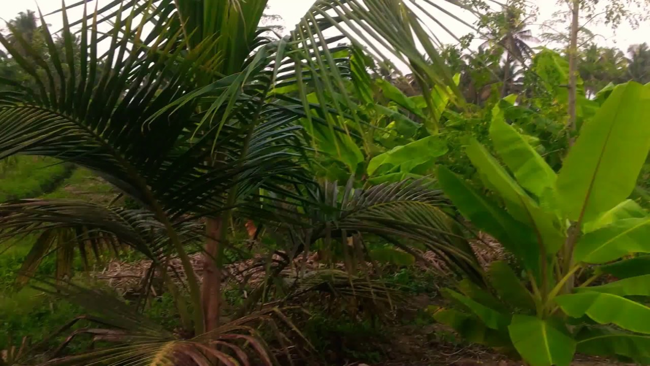 SPNF/ZBNF Five layer coconut Orchard - YouTube