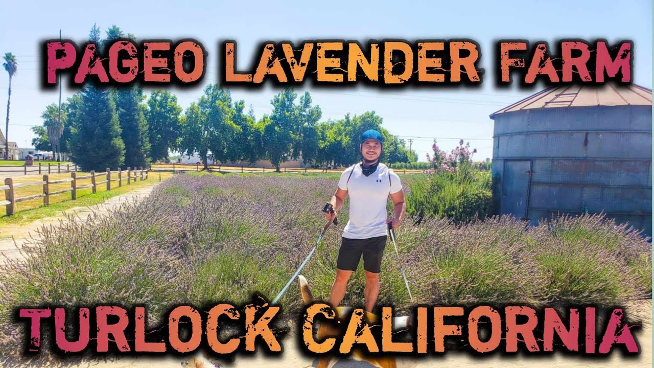 The Beauty of Pageo Lavender Farm in Turlock California - YouTube
