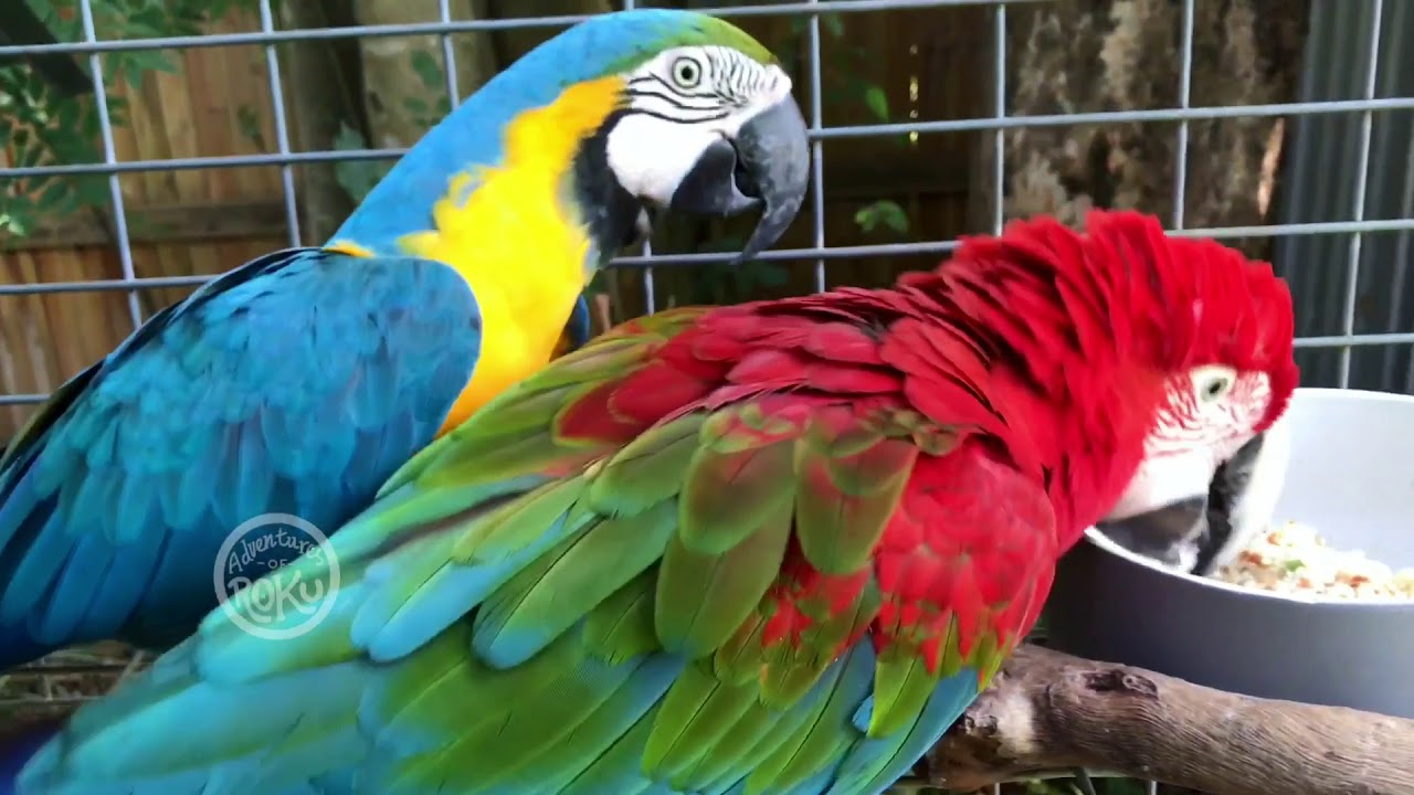 Beautiful New Feathers - YouTube