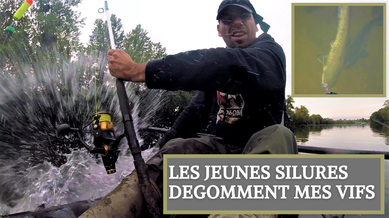LES PETITS SILURES M'AGACENT !!! ( Pêche au vif ) - YouTube