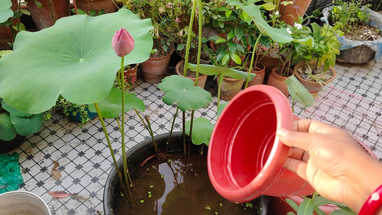 How to clean Lotus tub water💦 🪷कमल टव में पानी हमेशा साफ रहेगा /how to ...
