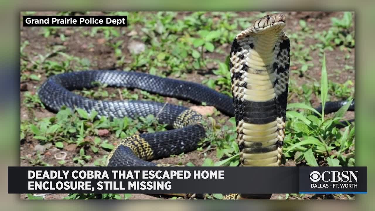 Deadly Grand Prairie Cobra Found On Twitter, Still Missing In Real Life ...