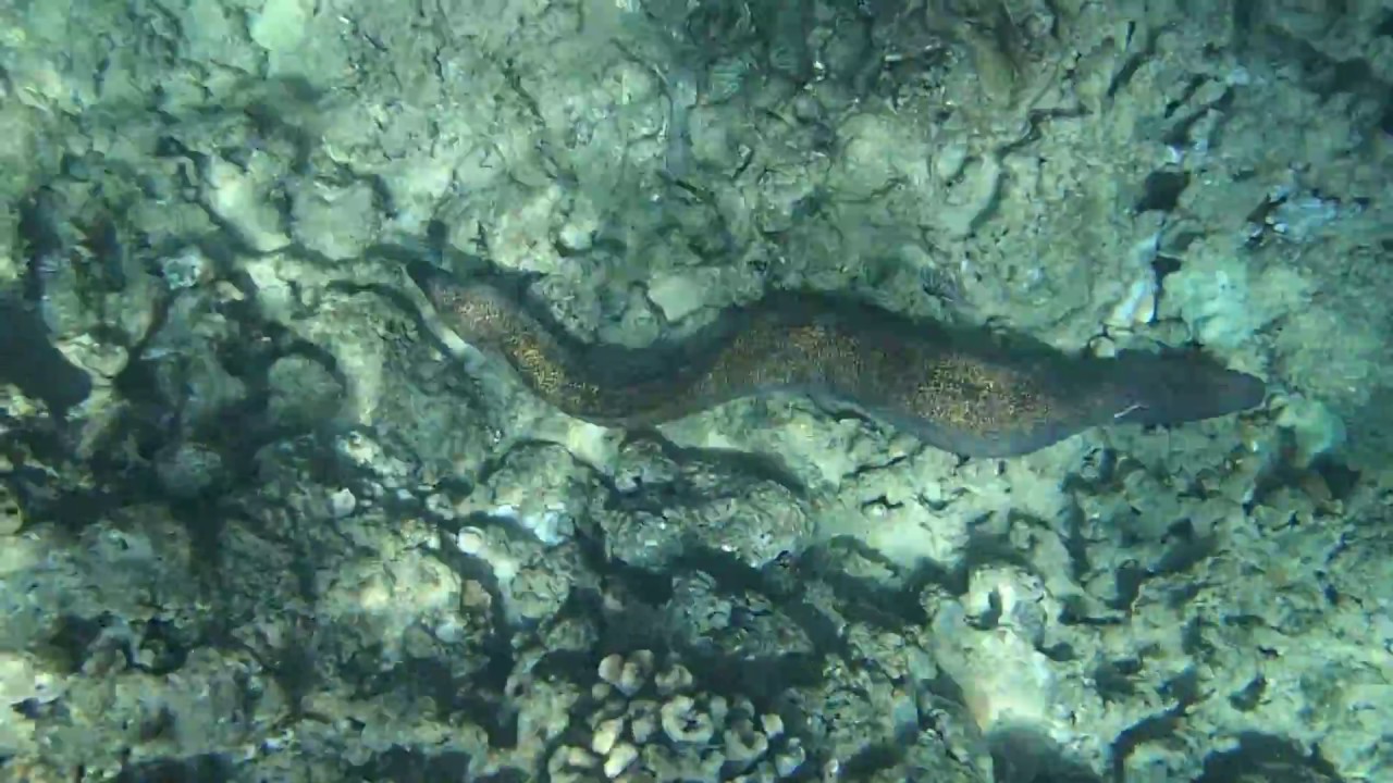 Swimming with Moray Eel - YouTube
