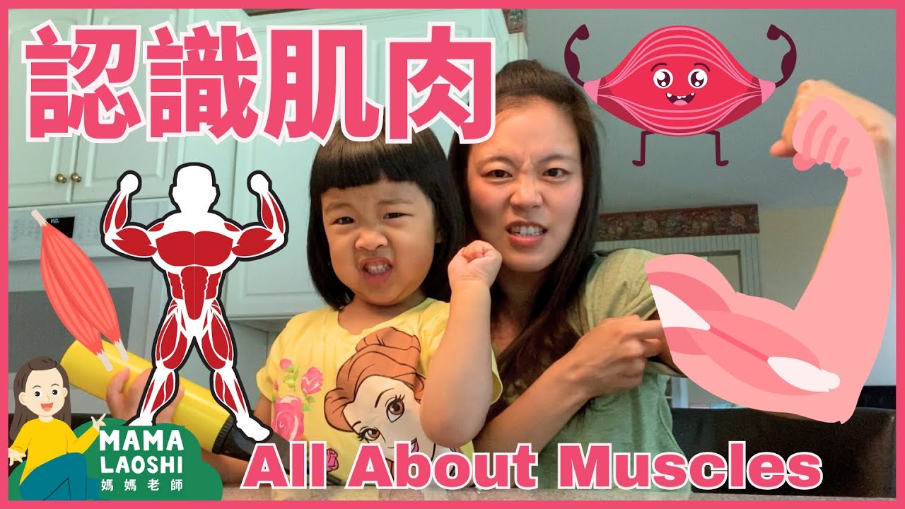 All about Muscles for Kids in Chinese! 親子探索：認識讓我們身體動起來的神奇肌肉！💪🏋️‍♂️🏃‍♀️🤸 ...