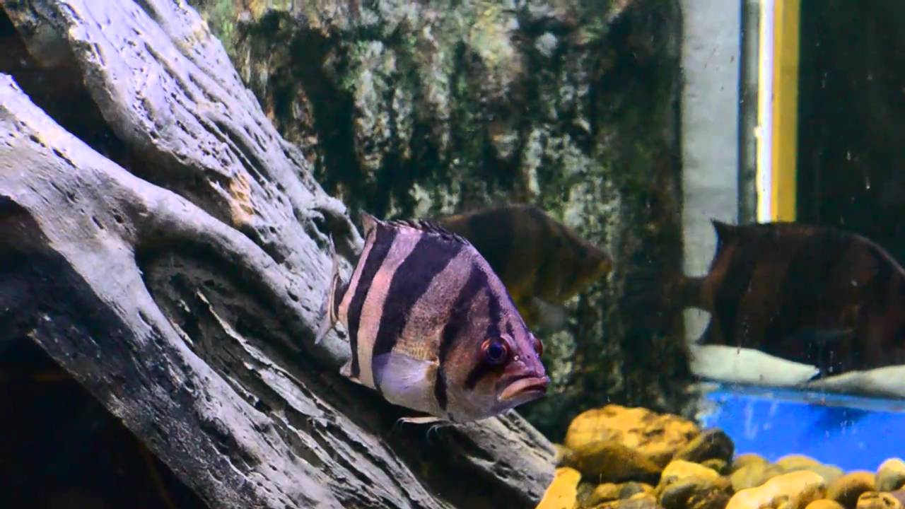 Siamese Tigerfish(Datnioides Pulcher) @ Bangkok Aquarium - YouTube