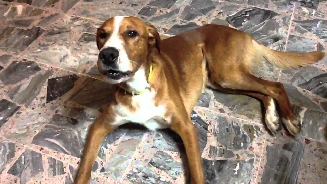 The Ginger Whinger - YouTube