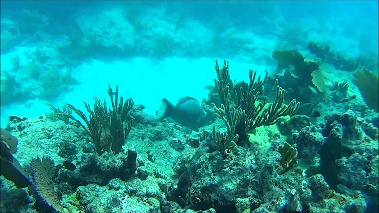 Delphine Charters - Snorkel & Fish Combo! Western Sambos REEF ~ Key ...