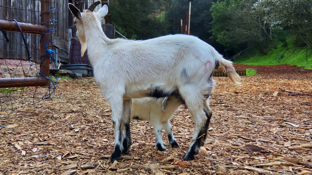 Daisy and Sesame Day 1 - YouTube