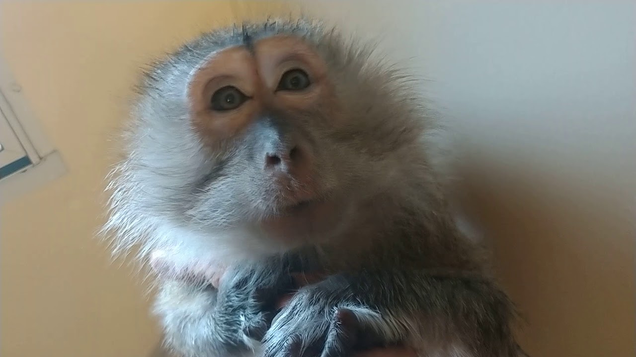 Rebellious Monkey Refuses To Give Up The Goods - YouTube