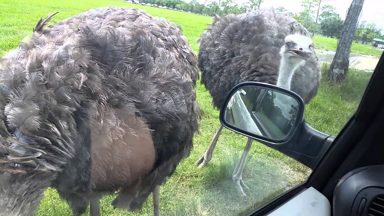 Ostrich attack!!! - YouTube