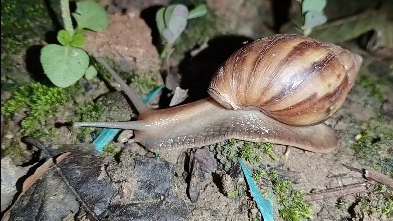 snails siput bekicot - YouTube