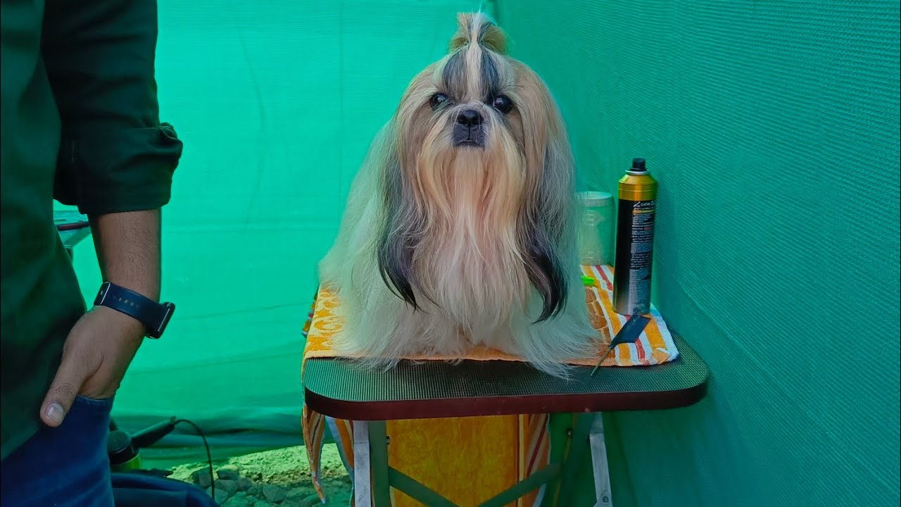 Dog Show In Kolkata reels viralvideos trending YouTube dog-show-in-kolkata-reels-viralvideos-trending-youtube