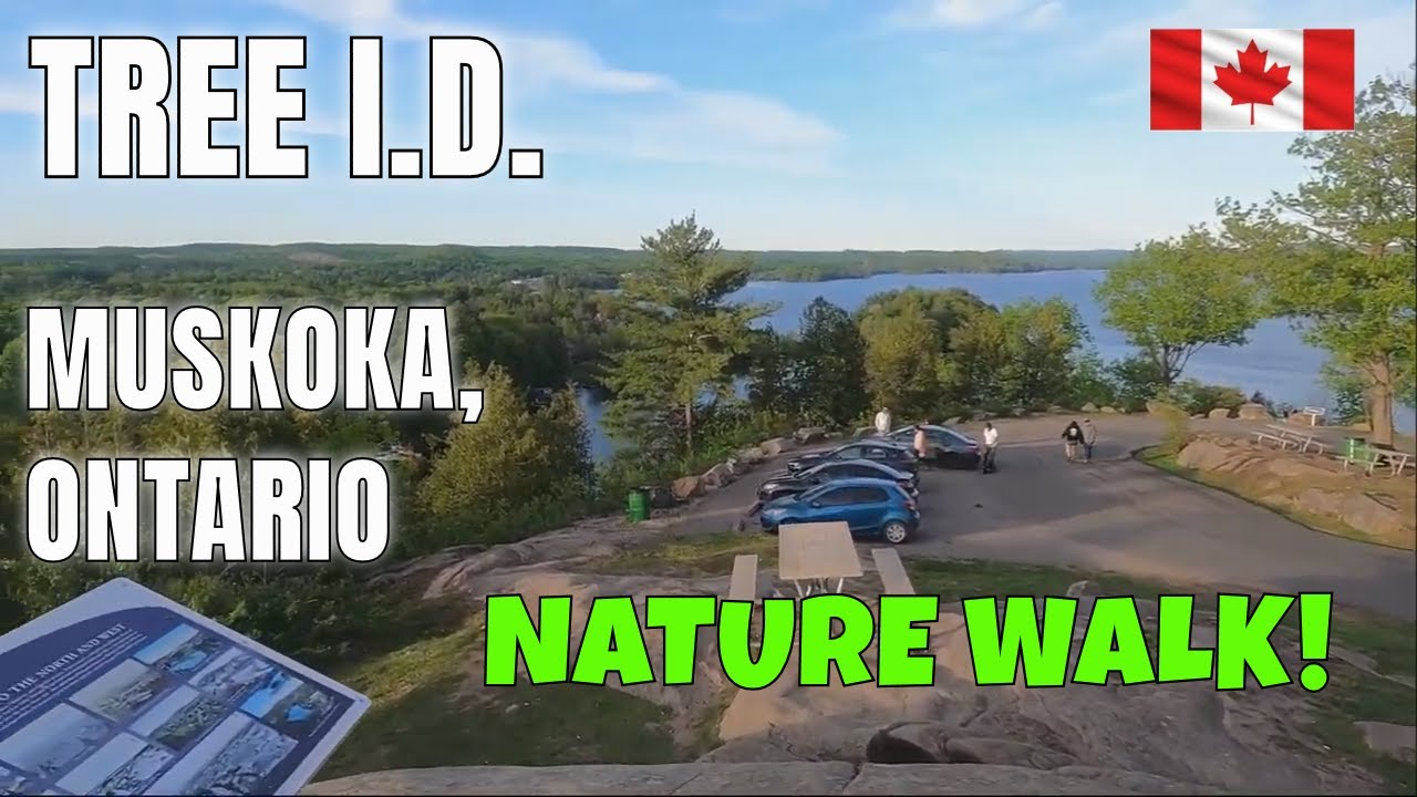 NATURE WALK TREE IDENTIFICATION EP. 1 - MUSKOKA, ONTARIO - YouTube