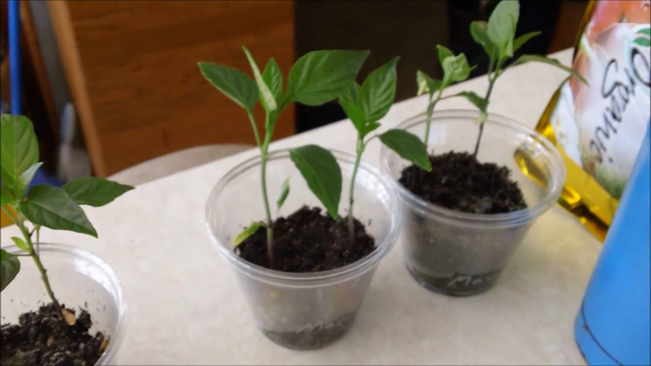 How to grow hot peppers part 2 - YouTube