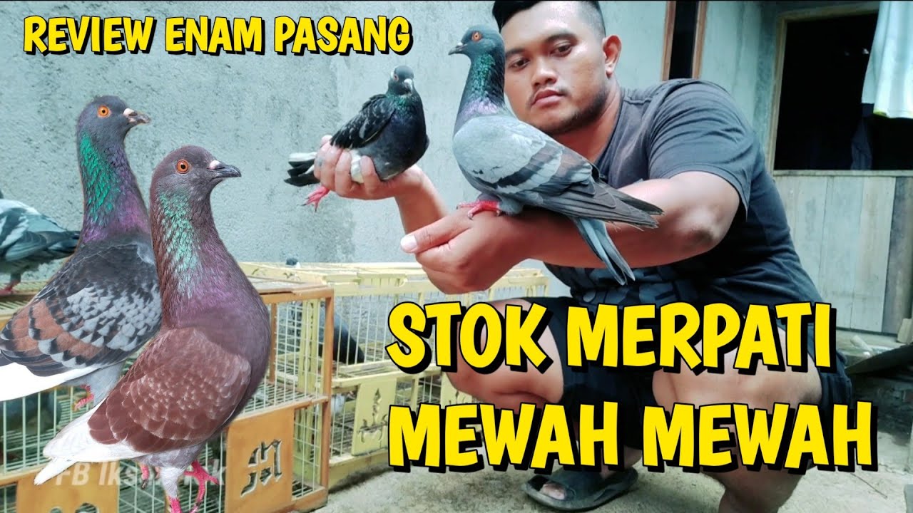 READY ENAM PASANG MERPATI CAKEP - CAKEP ADA YANG SUDAH STAR - YouTube