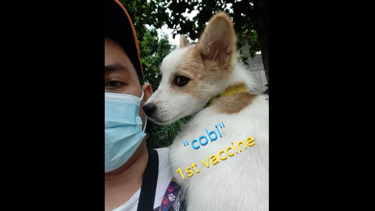 Free dog vaccine ft. "COBI" - YouTube