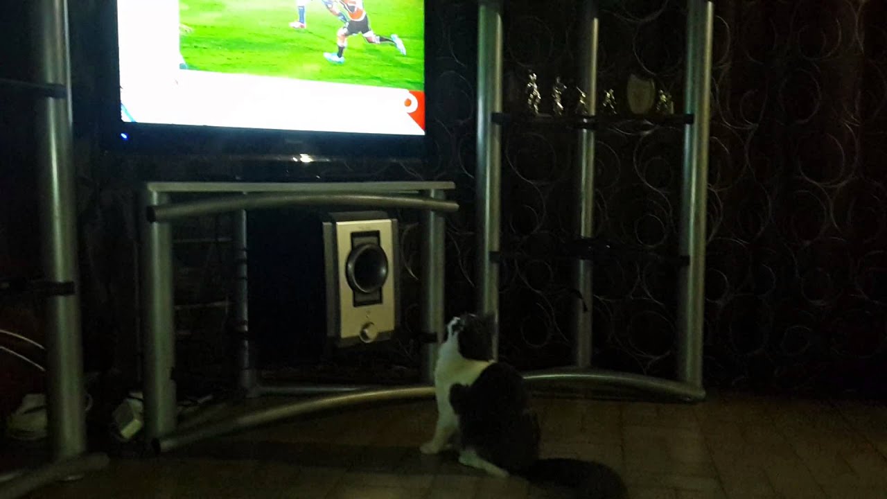 Kitty watching Rugby - YouTube