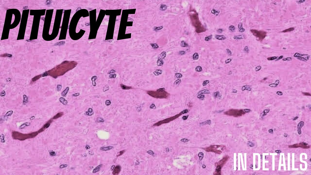 Pituicytes in details. Cytology part 14. - YouTube