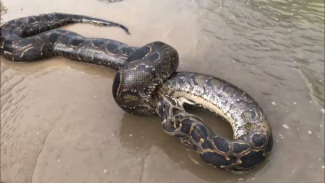 Python Vore - Snake Eats Crocodile (Full) - YouTube