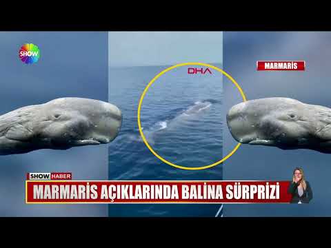 MARMARİS AÇIKLARINDA BALİNA 🐳