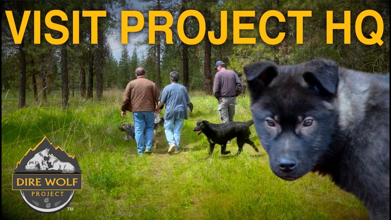 Visit Dire Wolf Project Headquarters - YouTube