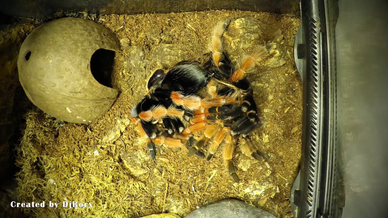 Tarantula molting - Time lapse - YouTube