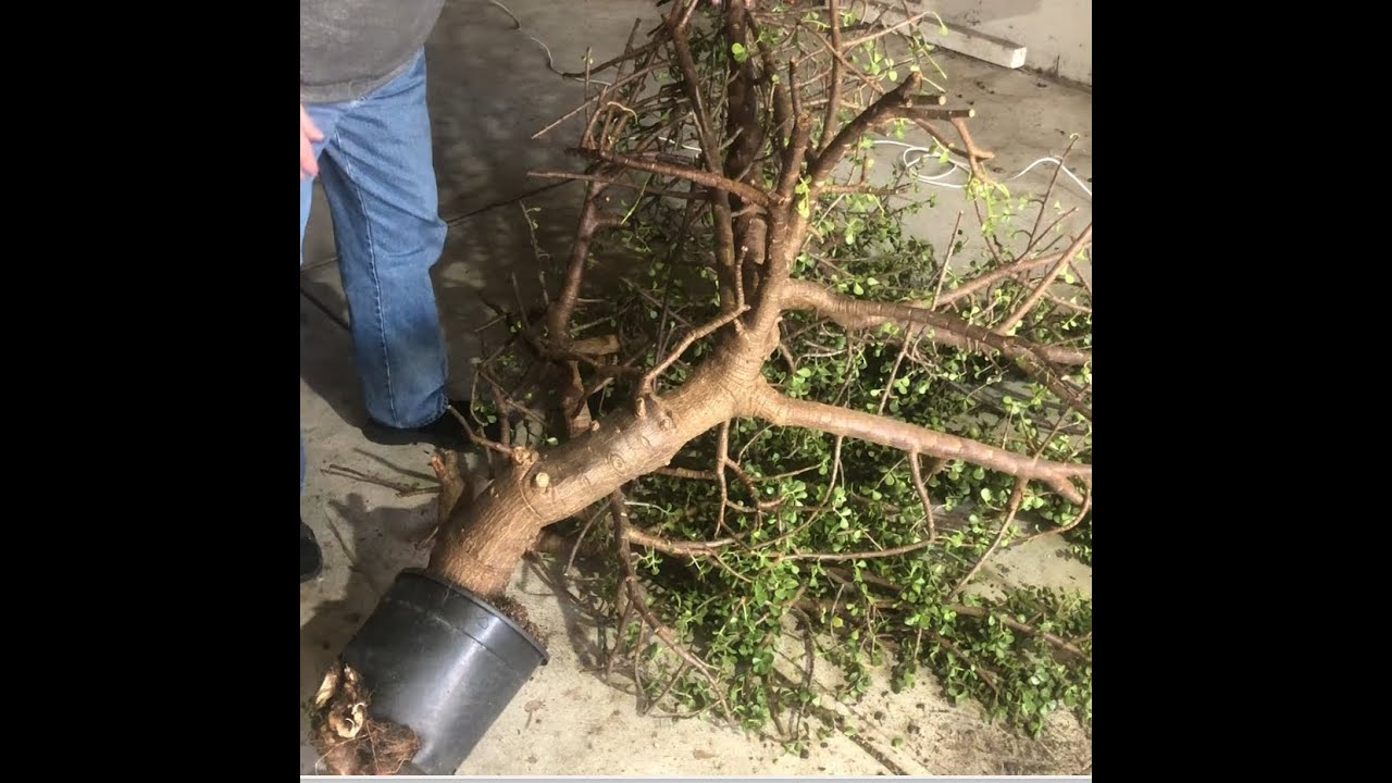 18 Year Old Jade Tree - YouTube