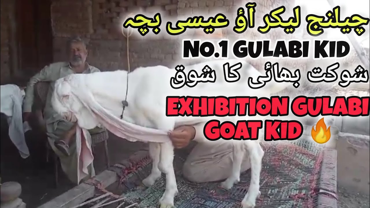 Shouqat Bhai Ka Shoq Challenge Hai🔥Lao Aesa gulabi goats kid #trending #goat #vlog - YouTube
