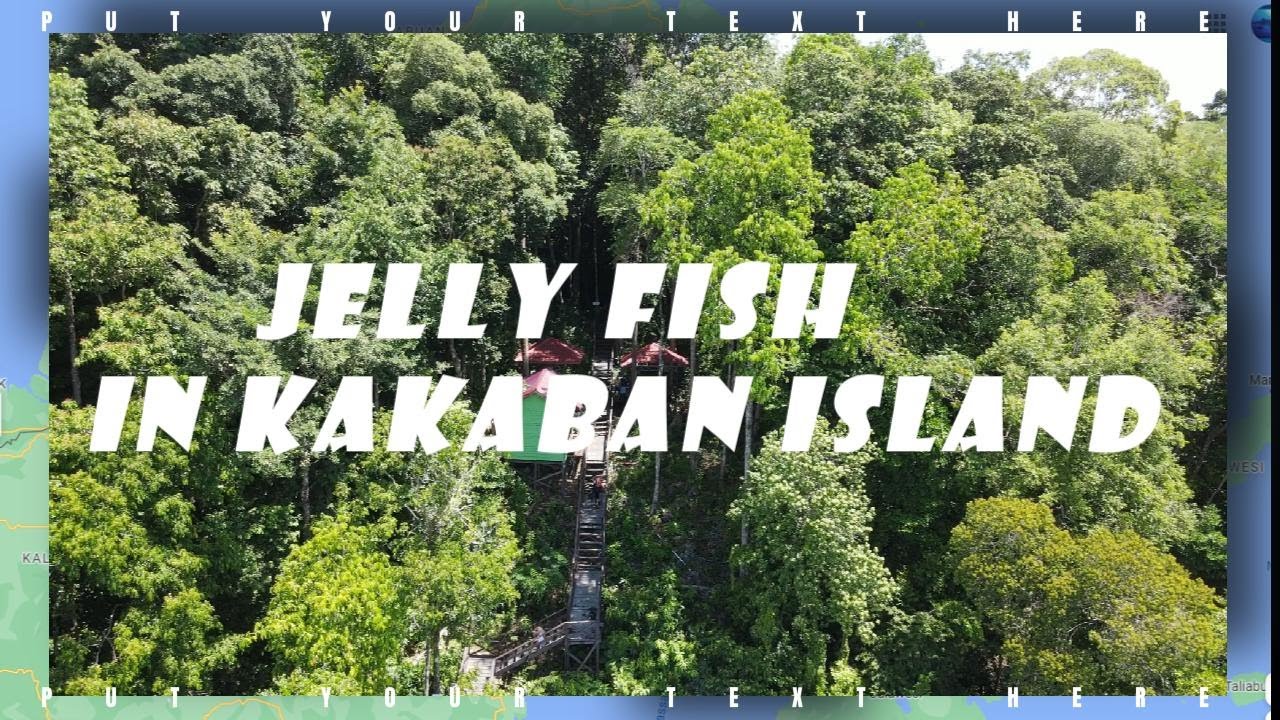 Swim with Jelly Fish in Kakaban - East Kalimantan | Ubur-ubur di ...