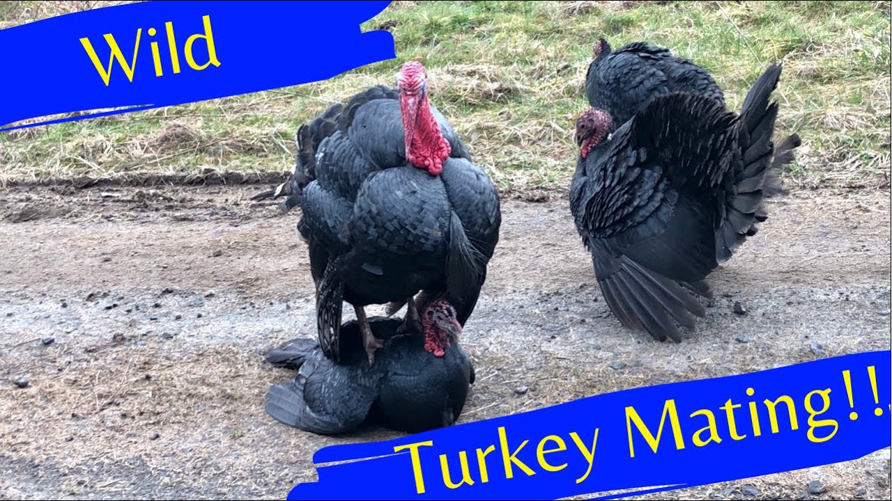 Wild Turkey Mating - YouTube