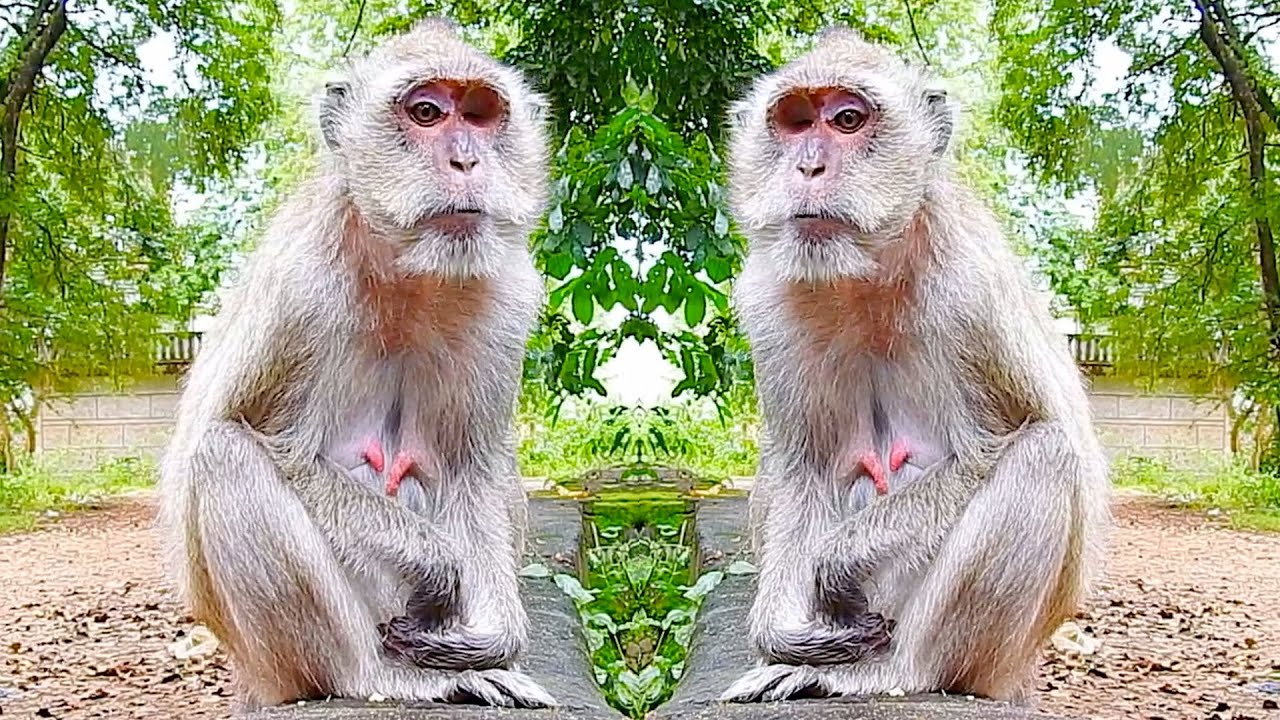 Mother sits waiting for sad baby monkey - YouTube