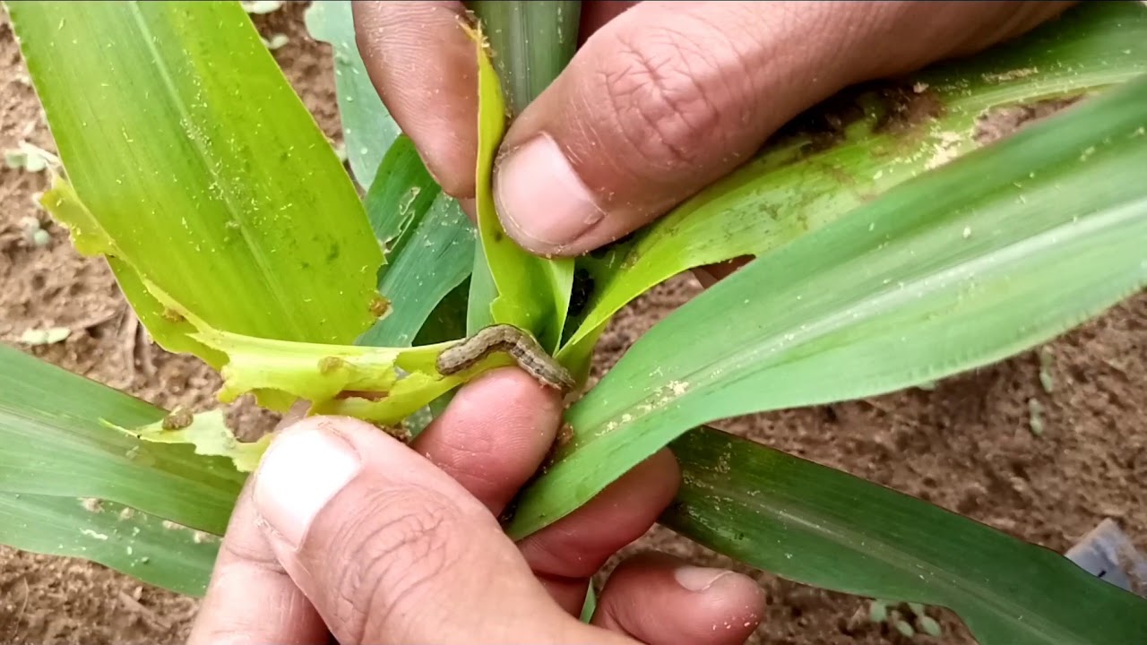ULAT GRAYAK SERANG DEMPLOT JAGUNG - YouTube