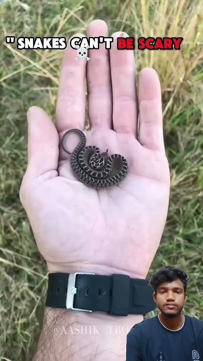 SNAKE CAN'T BE SCARY😱#shorts #snake#animals #reptiles#python #trolling# ...