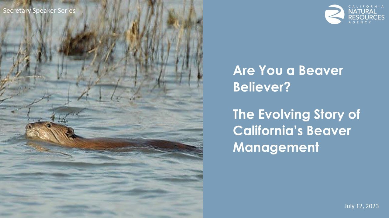 Are You a Beaver Believer? The Evolving Story of California’s Beaver ...