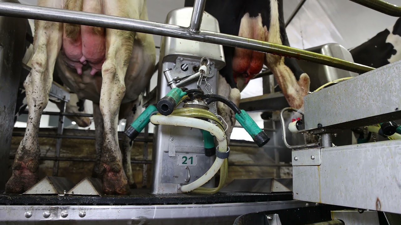 Udder Mister 1.0 Automated Teat Dip Sprayer - YouTube