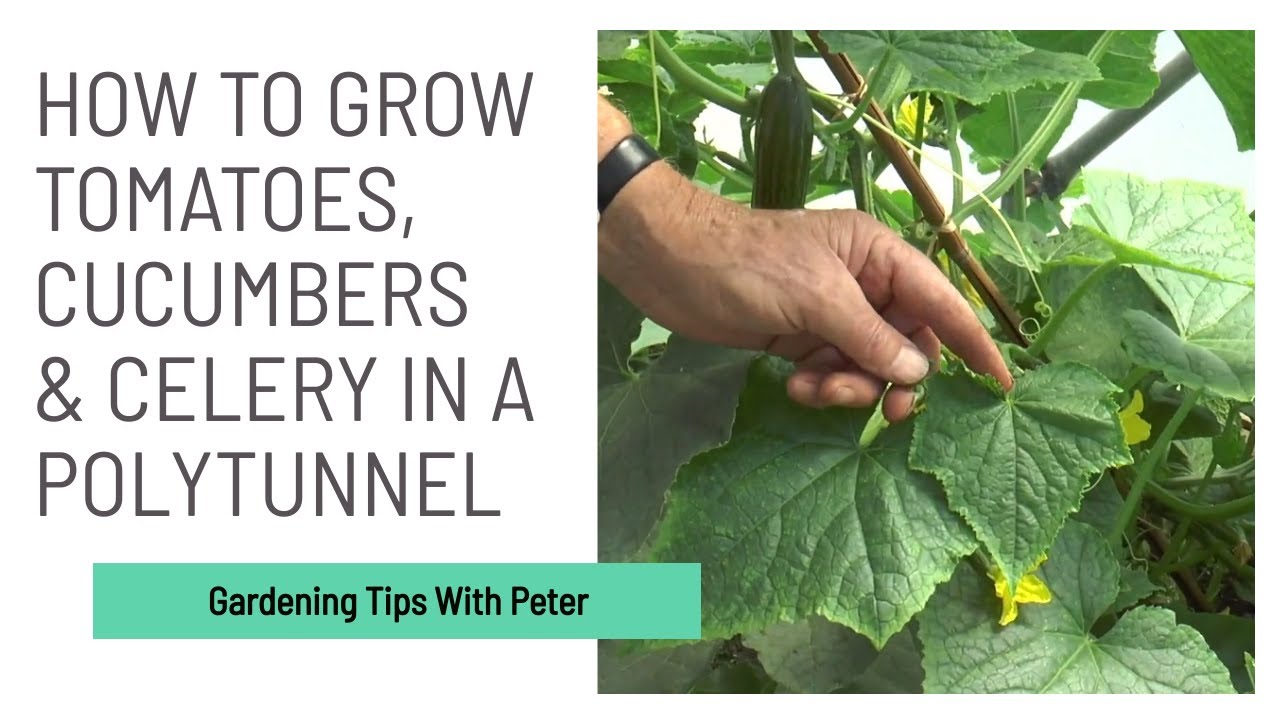 How to Grow Tomatoes, Cucumbers and Celery in a Polytunnel | Garden ...