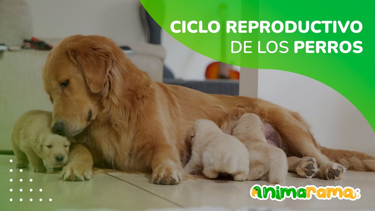 Ciclo reproductivo de los perros | Comportamiento en machos | Celo en ...