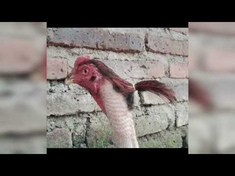 meme lucu 2022 | kumpulan gambar lucu bikin ngakak