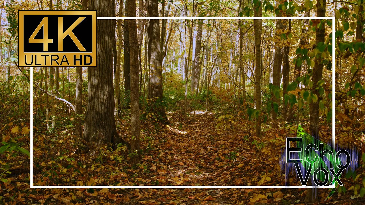 Forest in autumn - Wonderful relaxation video with bird song ...