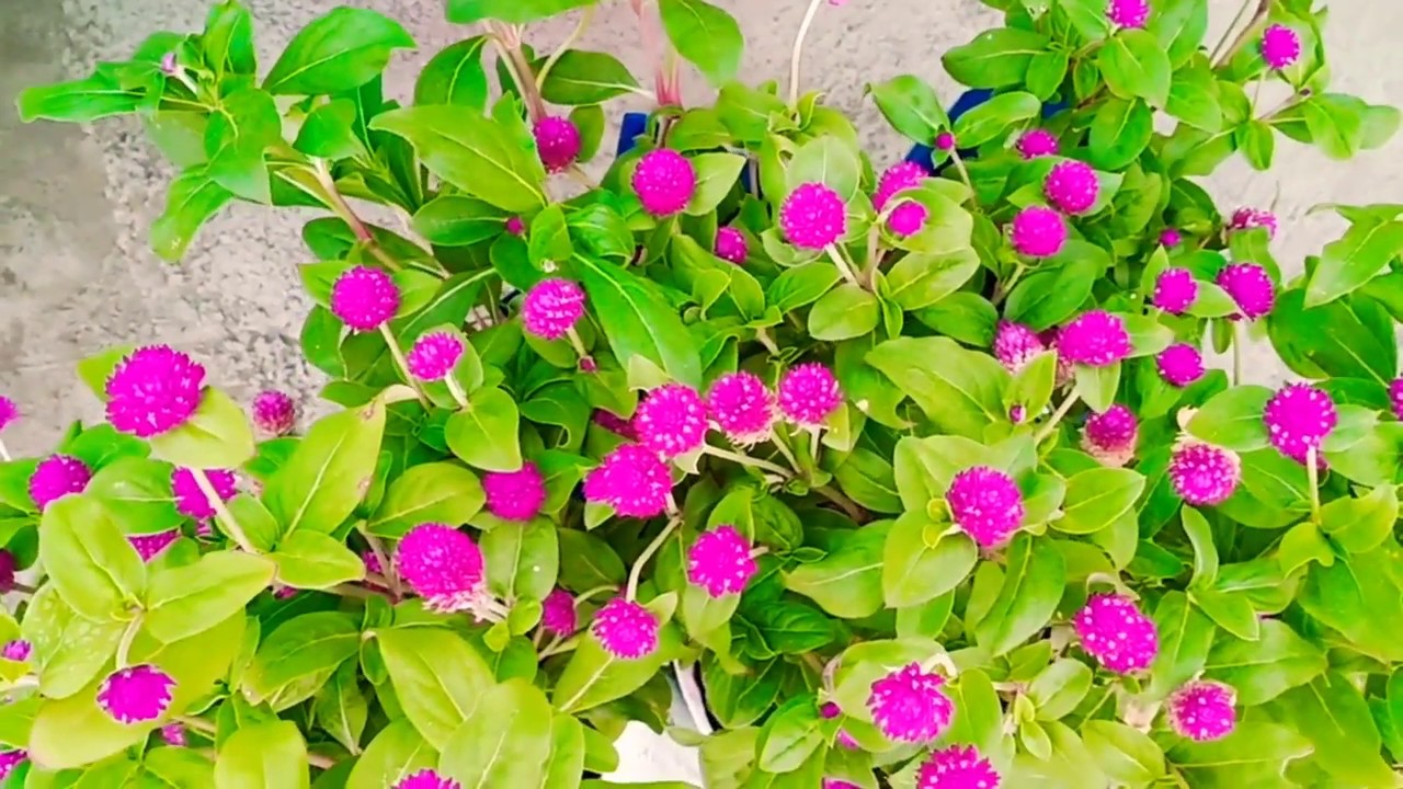 || How to Grow and Care Gomphrena Plant || - YouTube