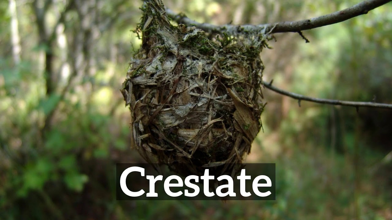 How to Say Crestate in English? | What is Crestate? | How Does Crestate ...