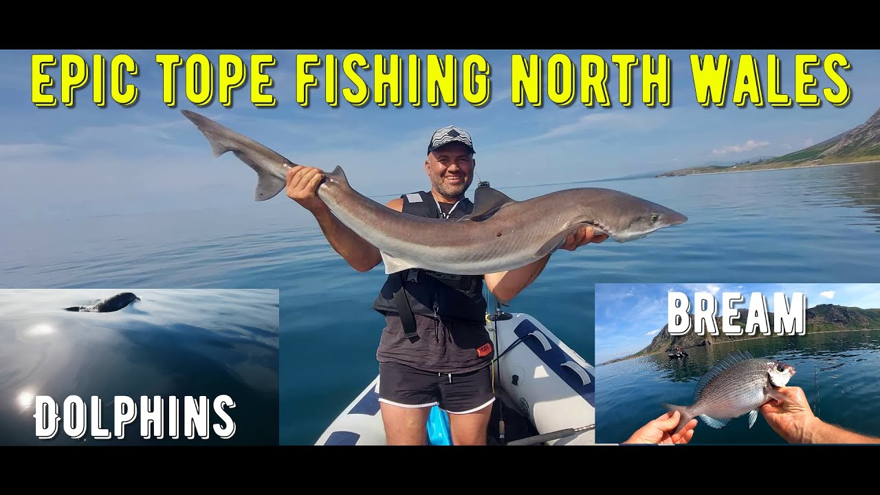 Tope Fishing on a Small Inflatable Boat in North Wales | SIB FISHING UK ...