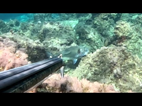Shallow Spearfishing Greece Ρηχό Ψαροντουφεκο, Δεκέμβριος 2023 # ...