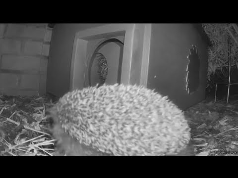 Preparing For Hibernation 🦔🐾 - YouTube