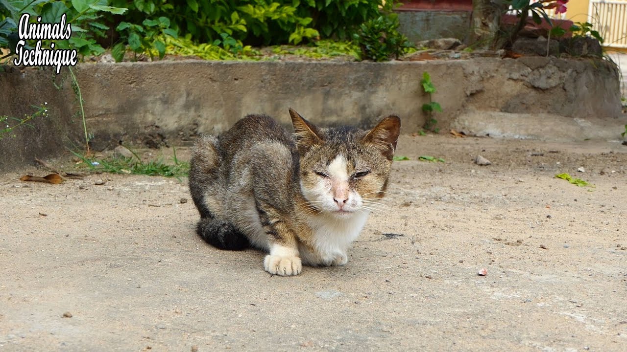 Sad old tired cat is very lonely without food - YouTube