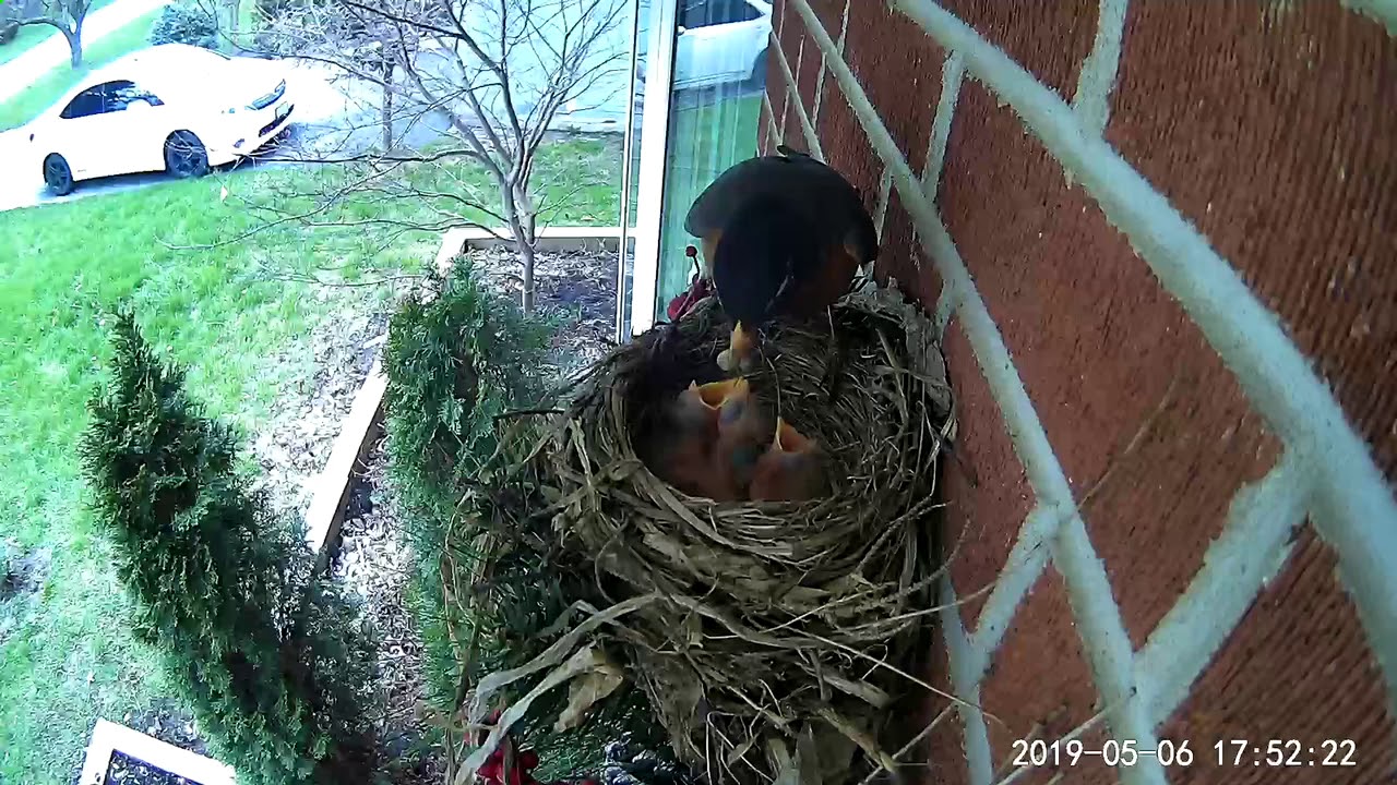 Three baby Robins competing for food 三只雏鸟争相抢食 - YouTube