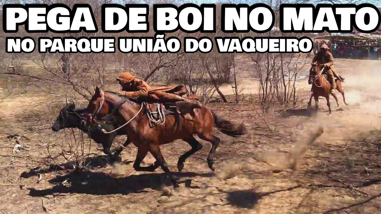 3° Pega de boi no mato no parque União do Vaqueiro - YouTube