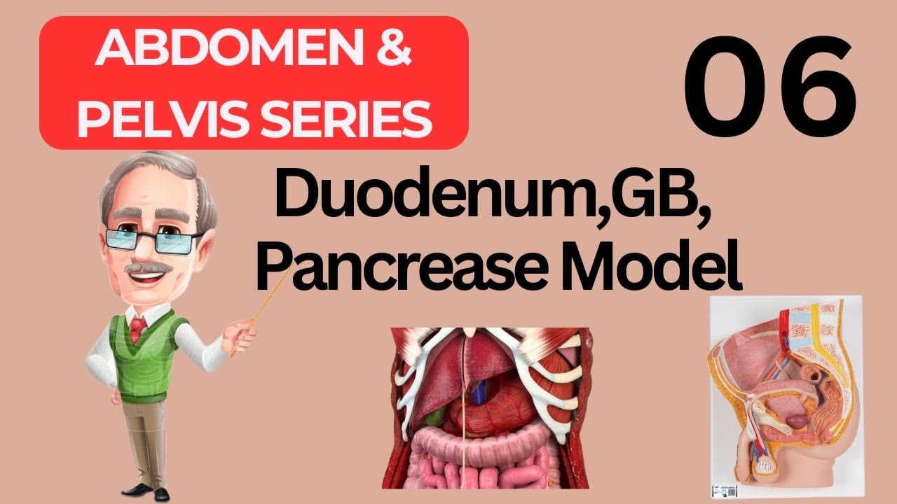 Duodenum,Gall Bladder, Pancrease Model Spotting in Urdu & Hindi || 2nd ...